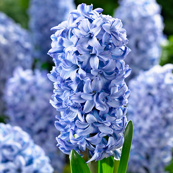 Najlepsze odmiany pełnych hiacyntów: oryginalna czwórka